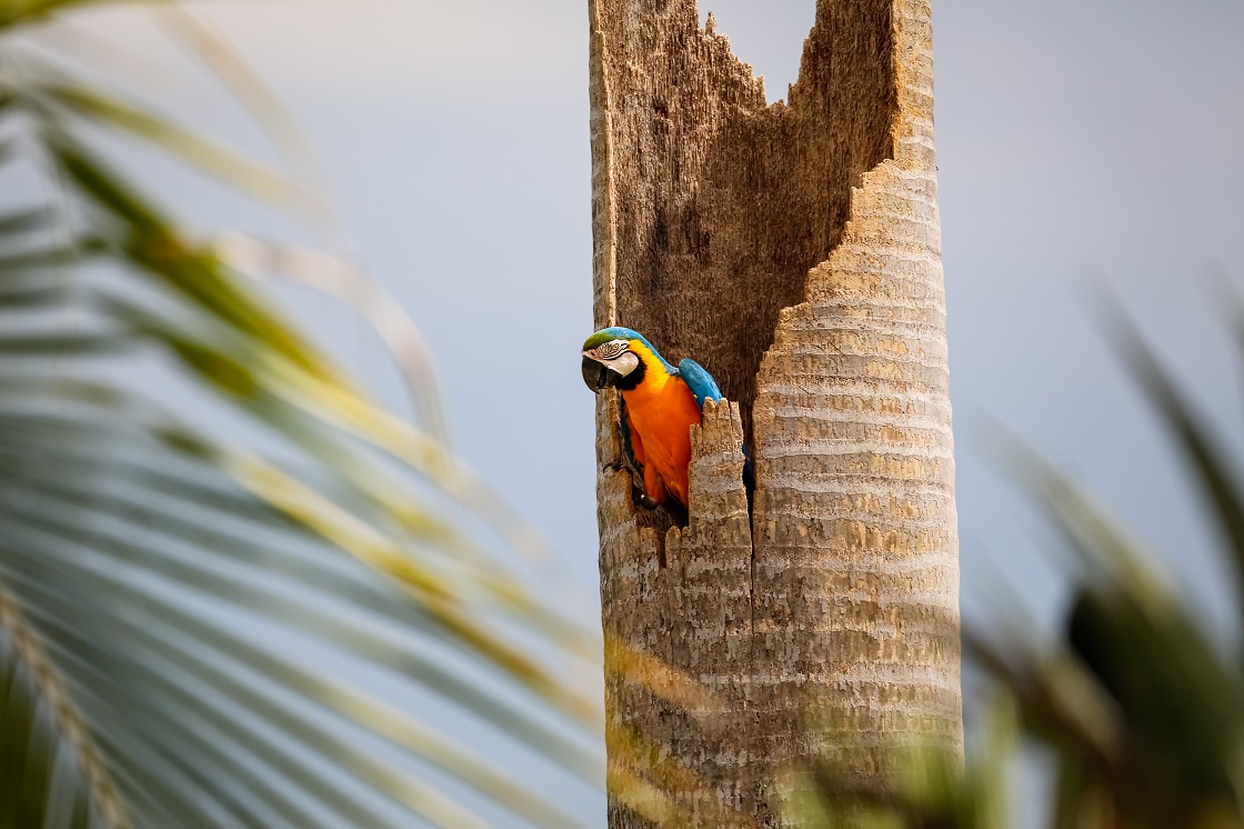 Ecosystems Of The Amazon Rainforest - Rainforest Cruises