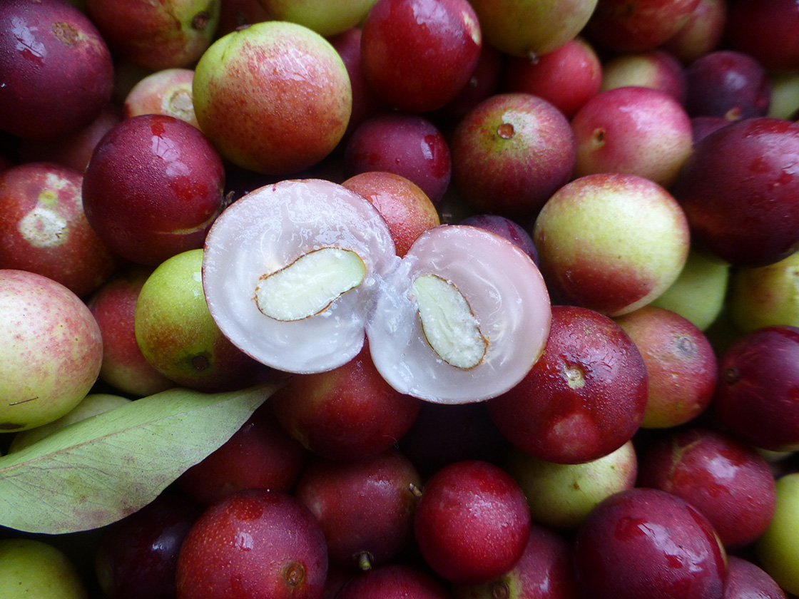 10 Super Fruits Of The Amazon Rainforest - Rainforest Cruises